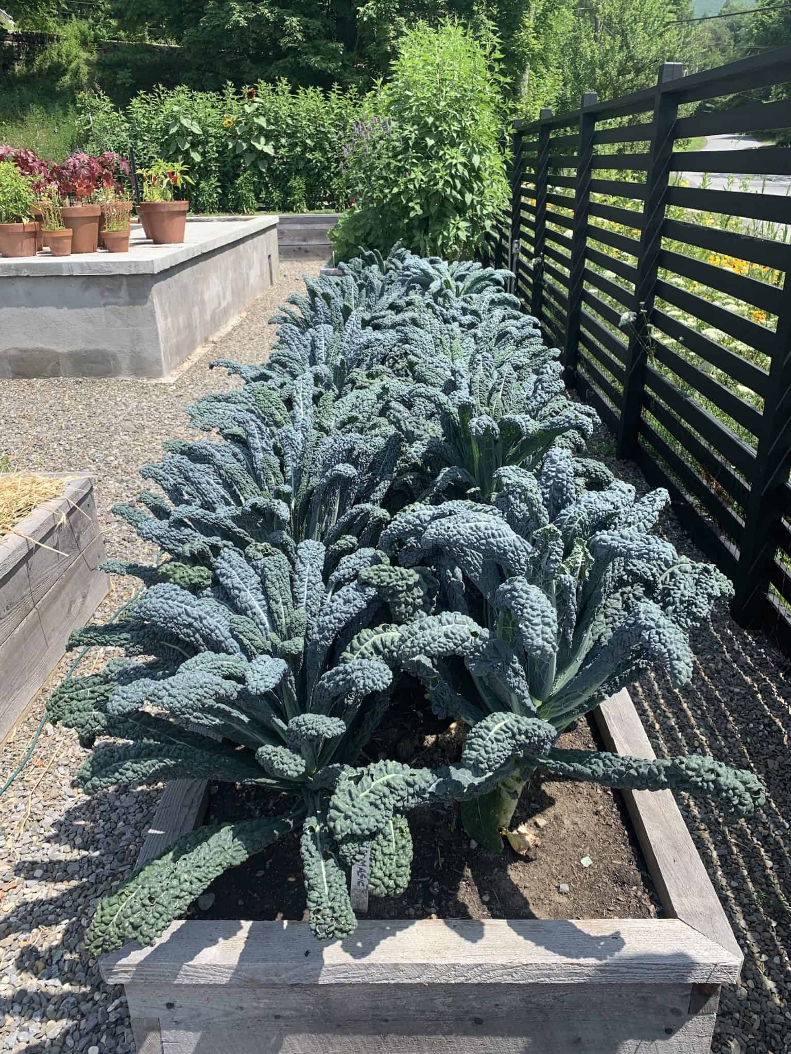 black-magic-kale - Front Yard Veggies