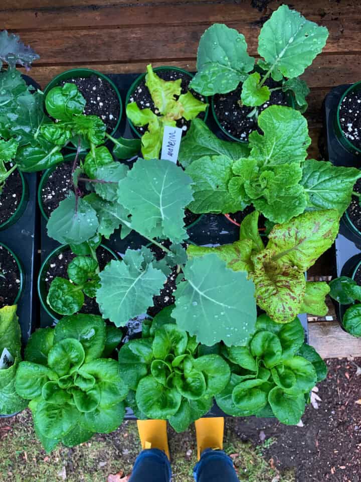 Starting Seeds Inside: A Beginner-Friendly Guide - Front Yard Veggies