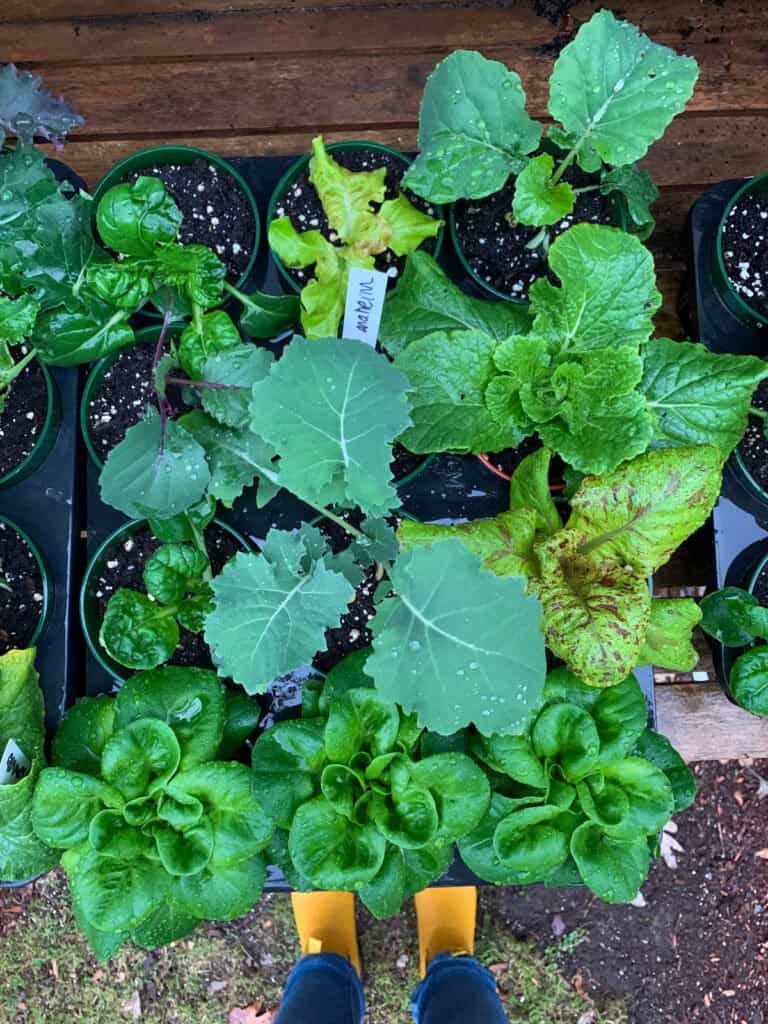 Starting Seeds Inside: A Beginner-Friendly Guide - Front Yard Veggies