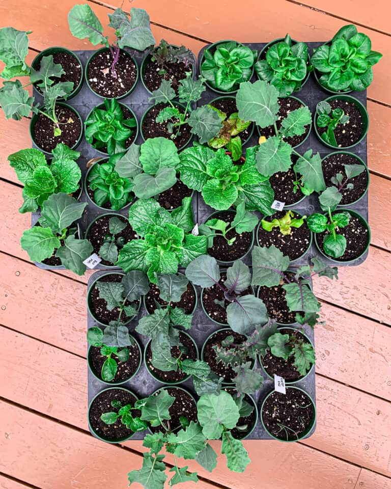 Starting Seeds Inside: A Beginner-Friendly Guide - Front Yard Veggies